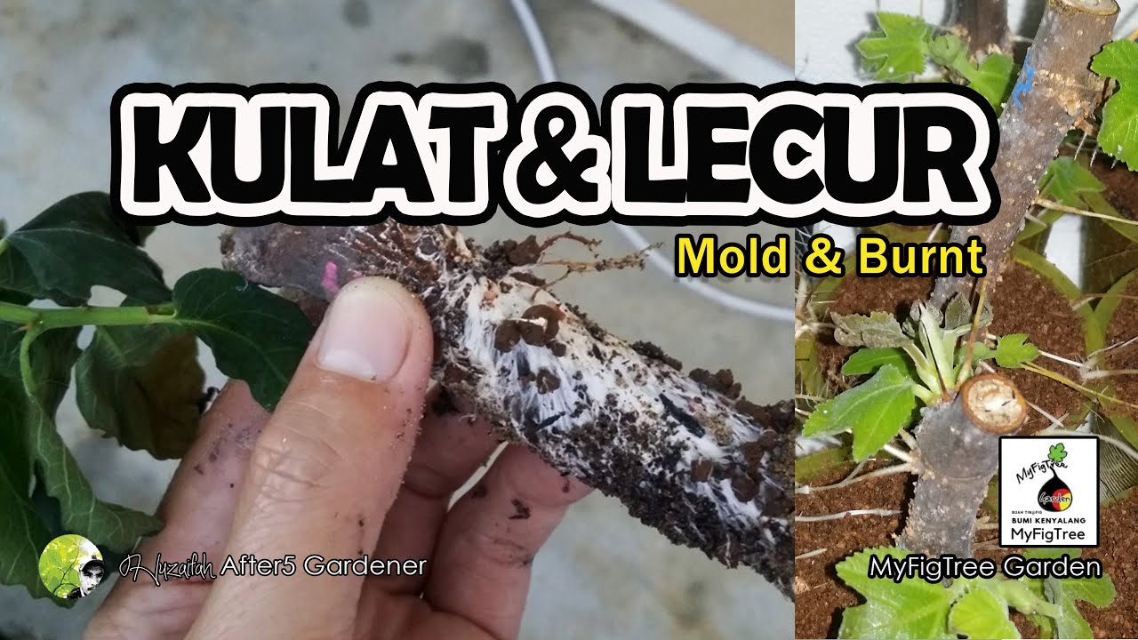 Kulat dan Lecur Semaian Keratan Batang Pokok Tin/Mold and Burnt Tip Fig ...