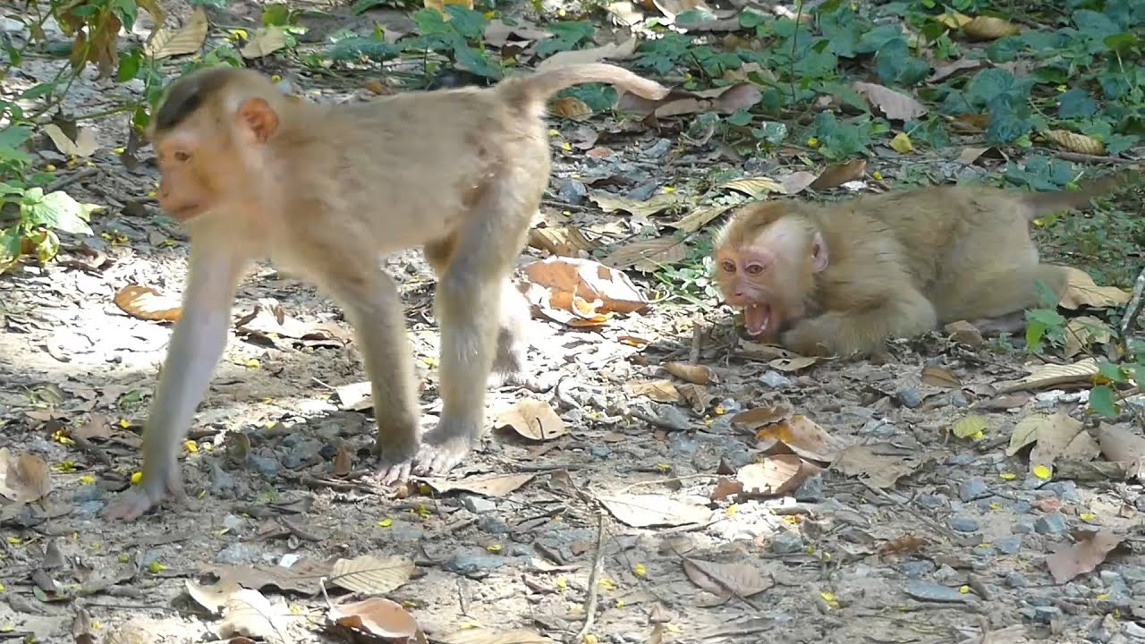 Hot News! Poor abandoned Ricky got atta-cked by big monkey, Ricky cries ...