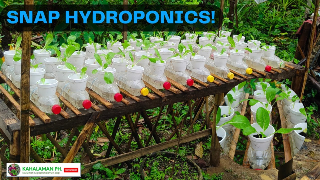 SNAP Hydroponics! Simple Set-up Using Empty Plastic Bottles by KaHalaman PH. - YouTube