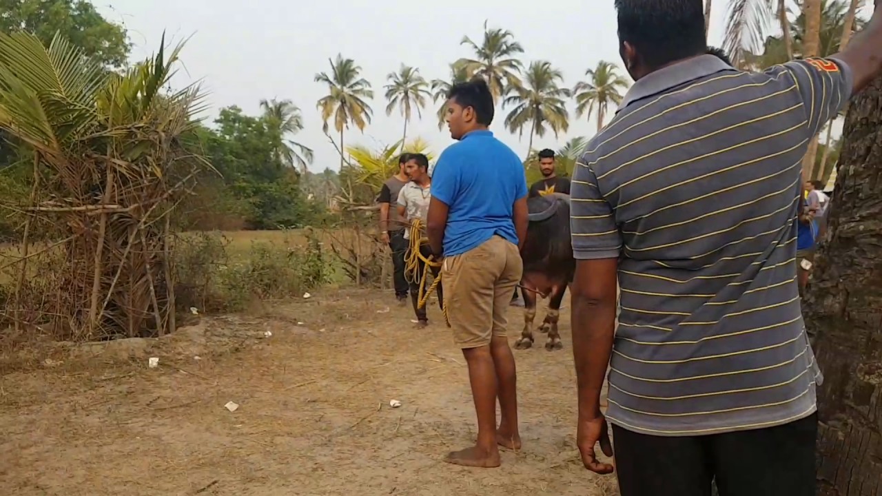 Bull fight in Goa - YouTube