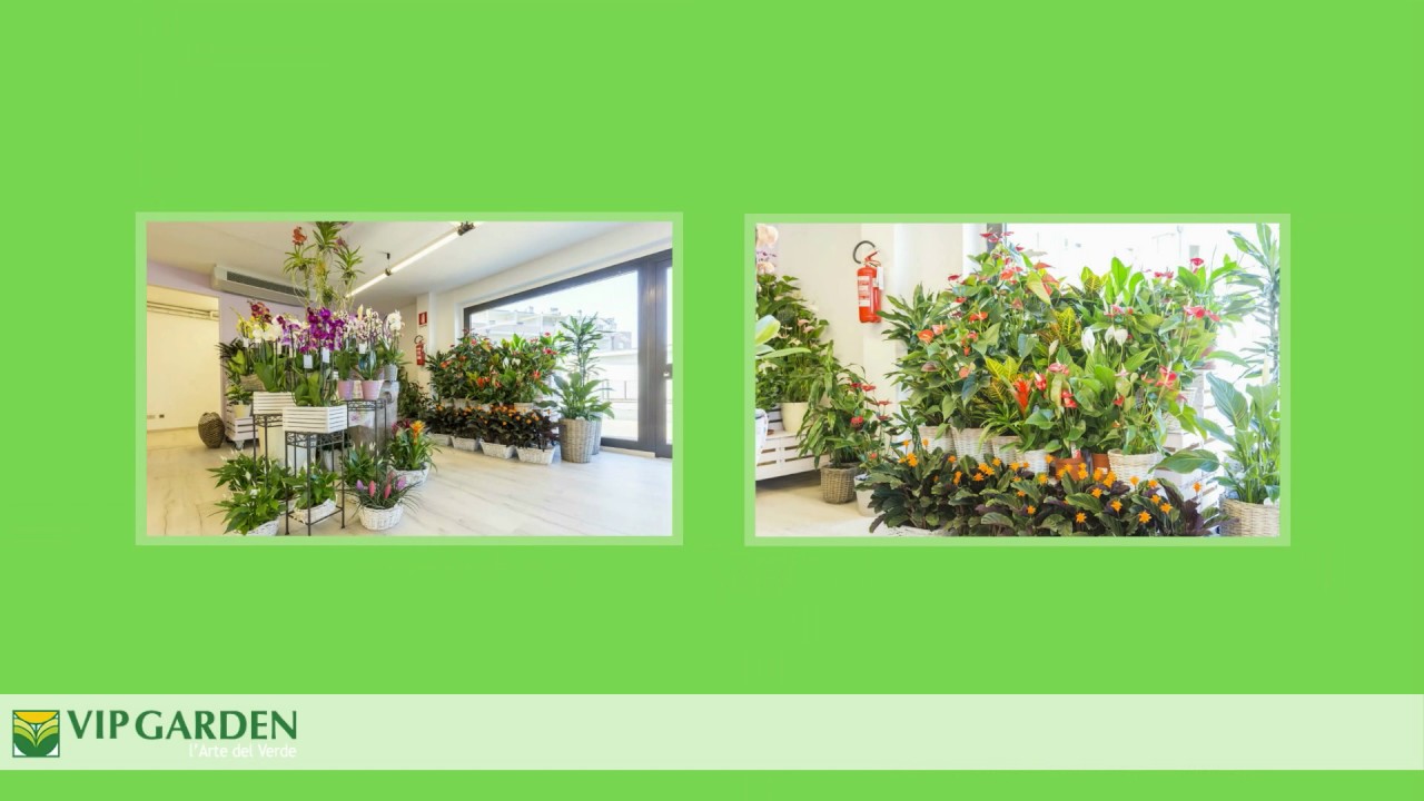 Vip Garden - YouTube