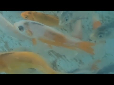 New arrival Koi fish Fry from blackwater creek - YouTube