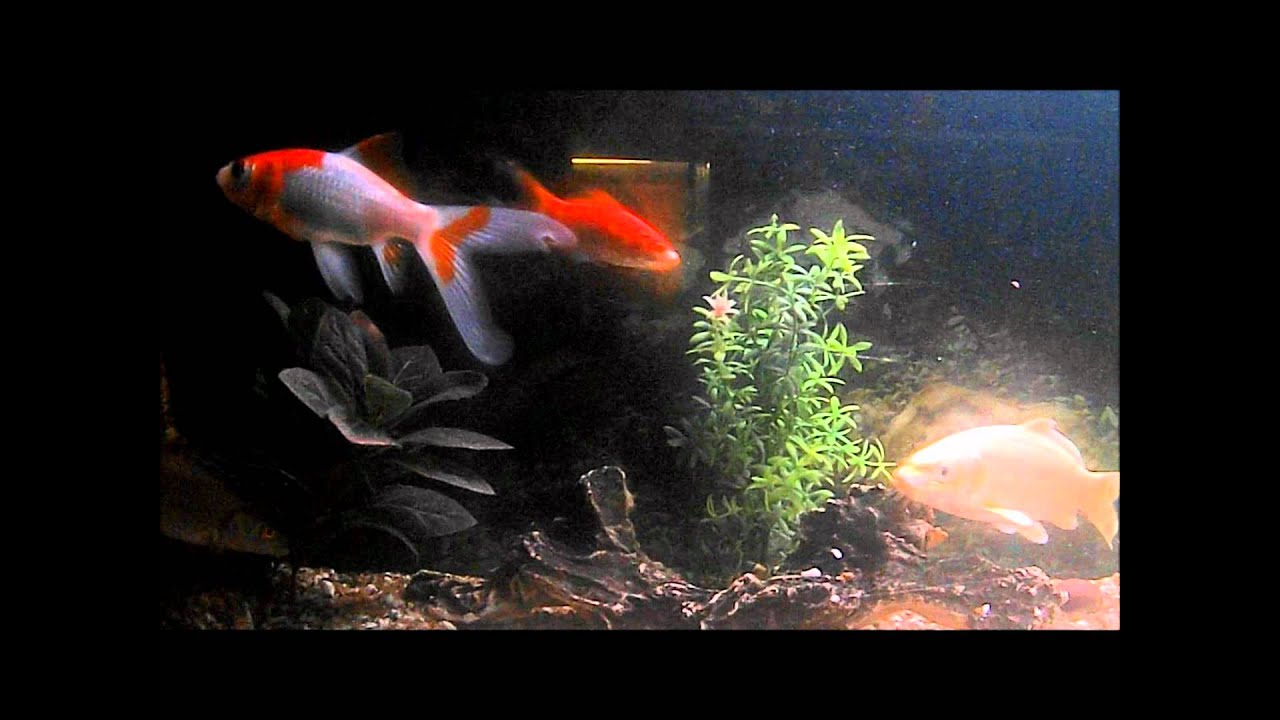 HD quality Green Tench Ghost Koi Goldfish and Weather loach in ...