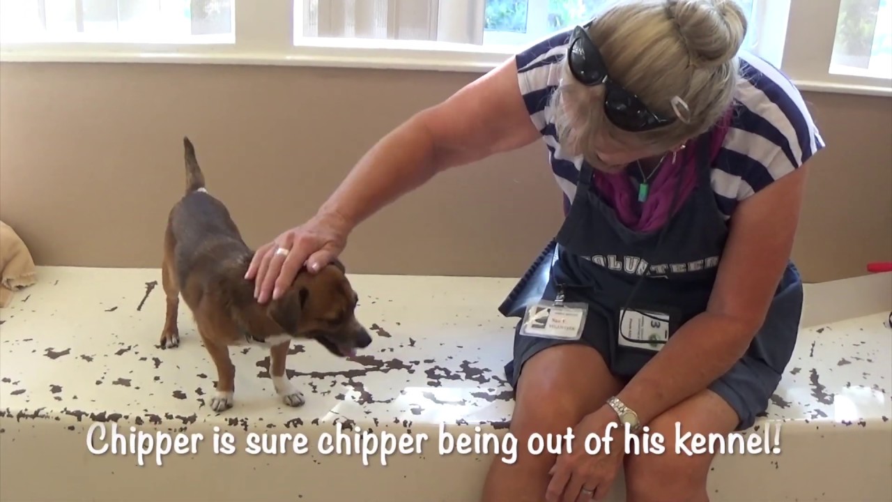 Adopt Chipper! Cute Little Shelter Dog! 2 yr. - YouTube
