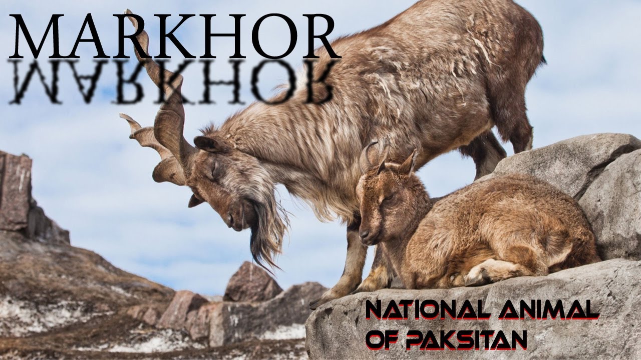 National Animal of Pakistan Markhor | Pakistan ka National Animal #youtuber #nationalgeographic ...