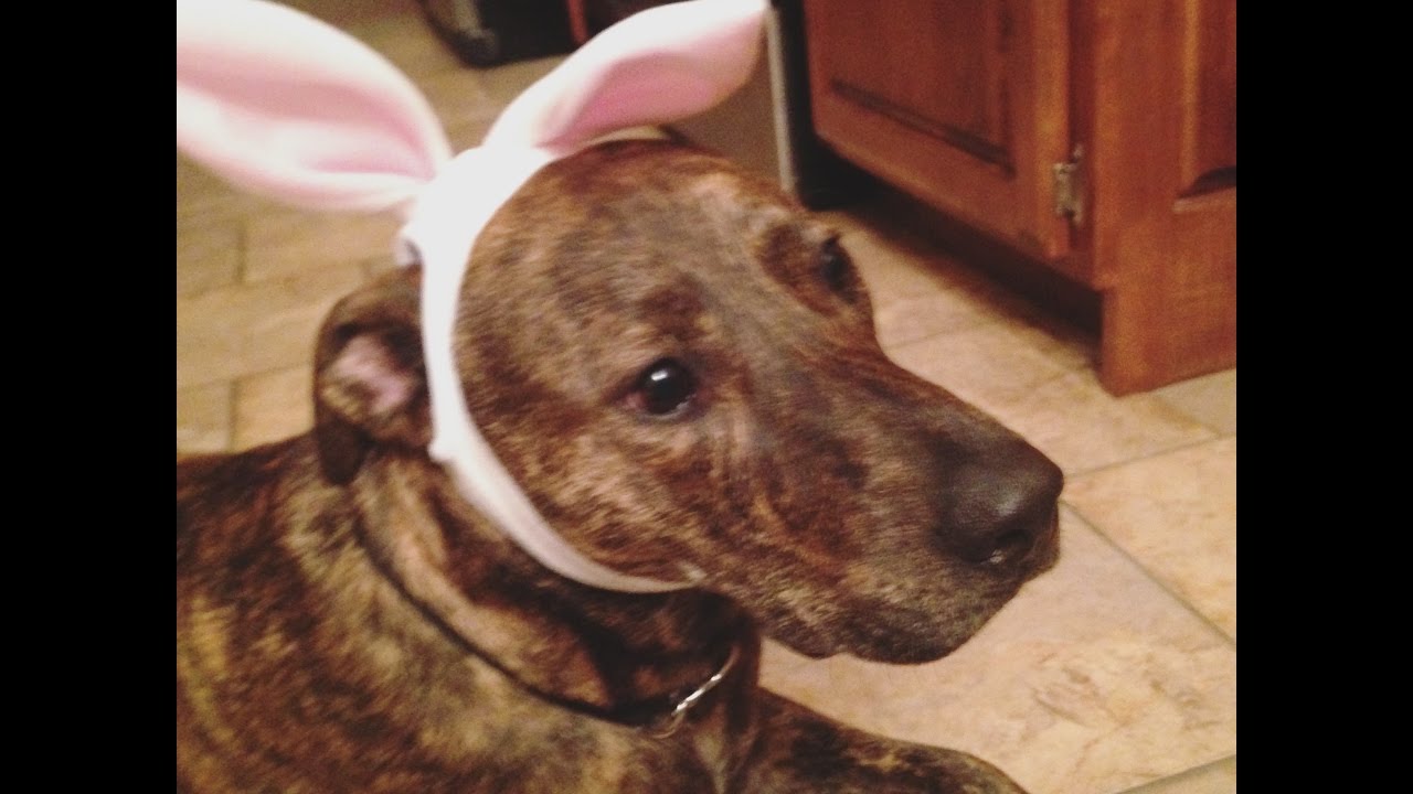 Vlog- Dog Easter egg hunt!!!! - YouTube