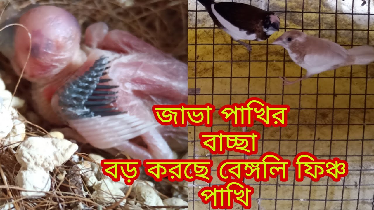 Java bird egg transformer Bengali finch - YouTube