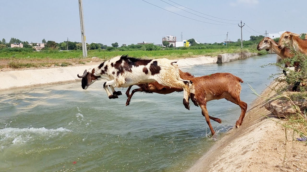 sheeps swimming in krishna river-sheeps swimming video-sheep jumping ...