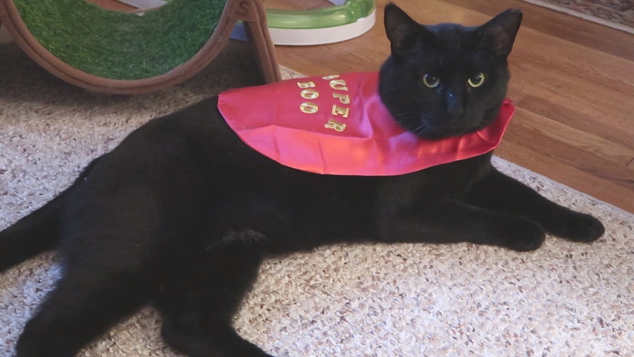 Boo Day 208 - Super Boo - Training And Socializing A Feral Cat - YouTube