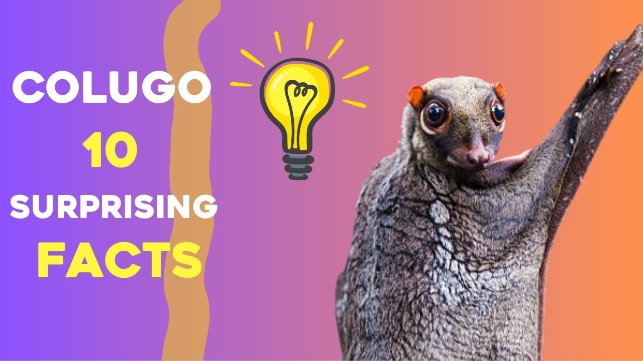 Colugo | 10 Surprising Facts - YouTube