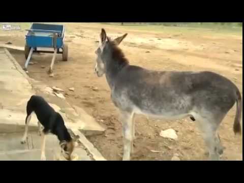 top tunny video A donkey and a dog