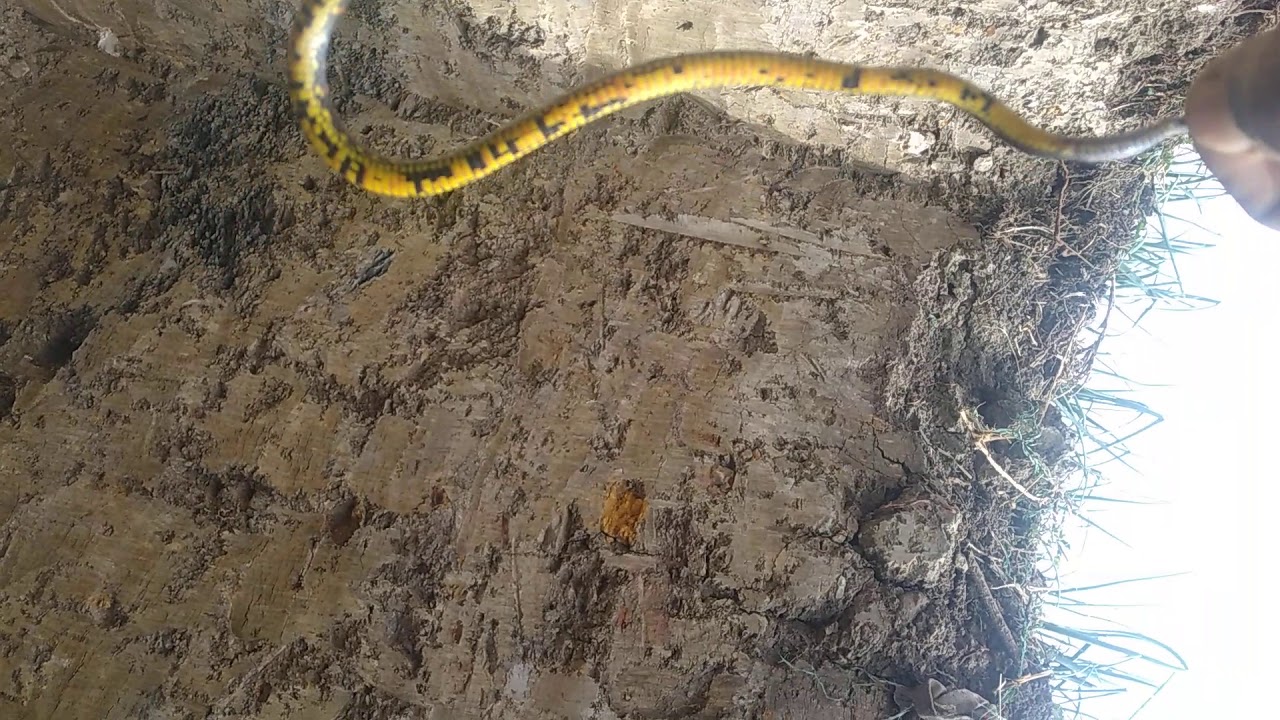 Culebra son pequeña 🐍🐍🐍🐍👍👍 - YouTube