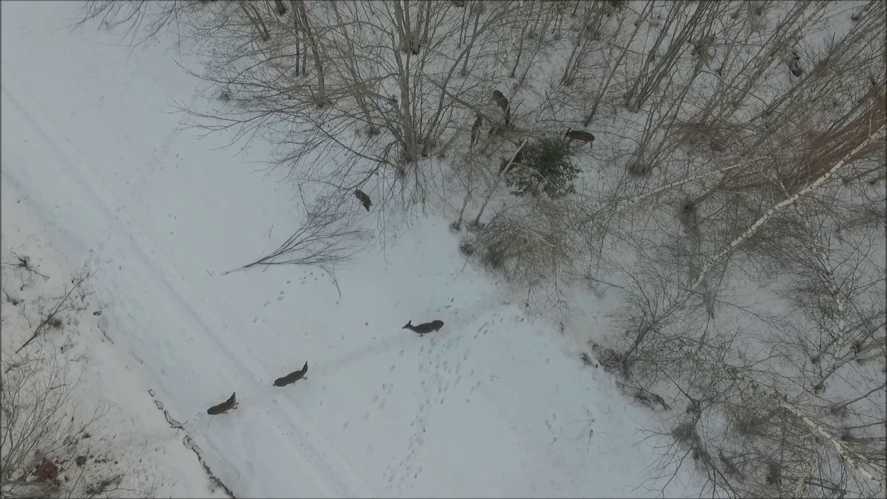 Whitetail Deer Filmed from Above. - YouTube