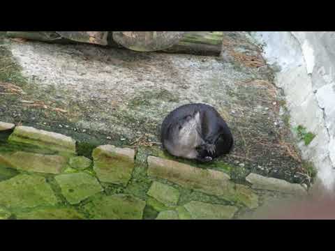 Trailside Otter curling up and lying down