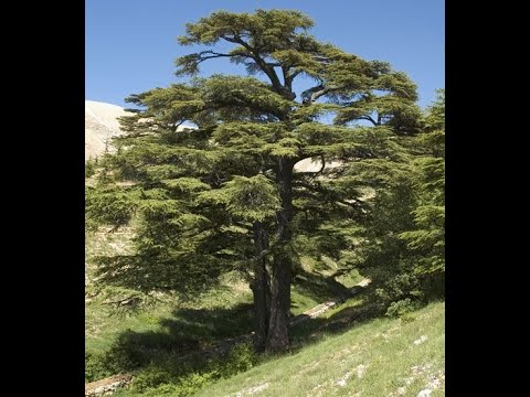 “The Cedar of Lebanon: The Most Legendary Tree on Earth?”! Mind blowing ...