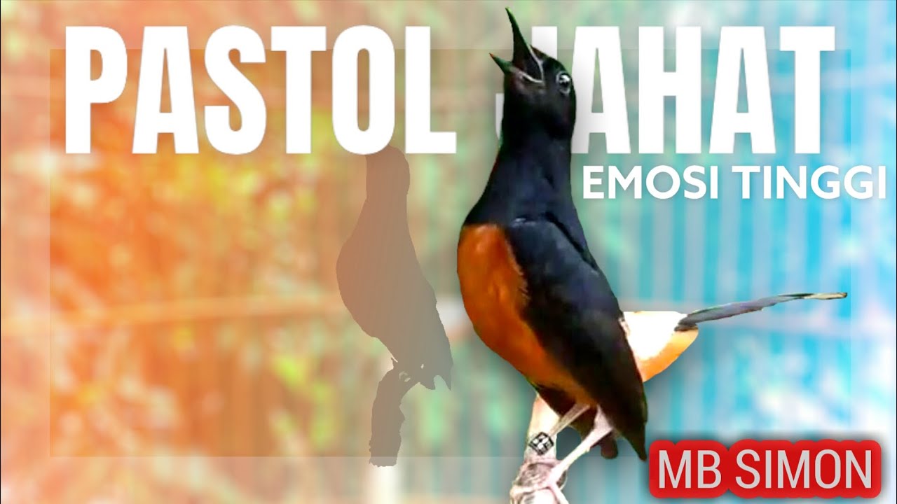 MURAI BATU PASTOL FIGHTER PEMANCING EMOSI MURAI BIAR NGEPLONG || MB SIMON || WHITE RUMPED SHAMA ...