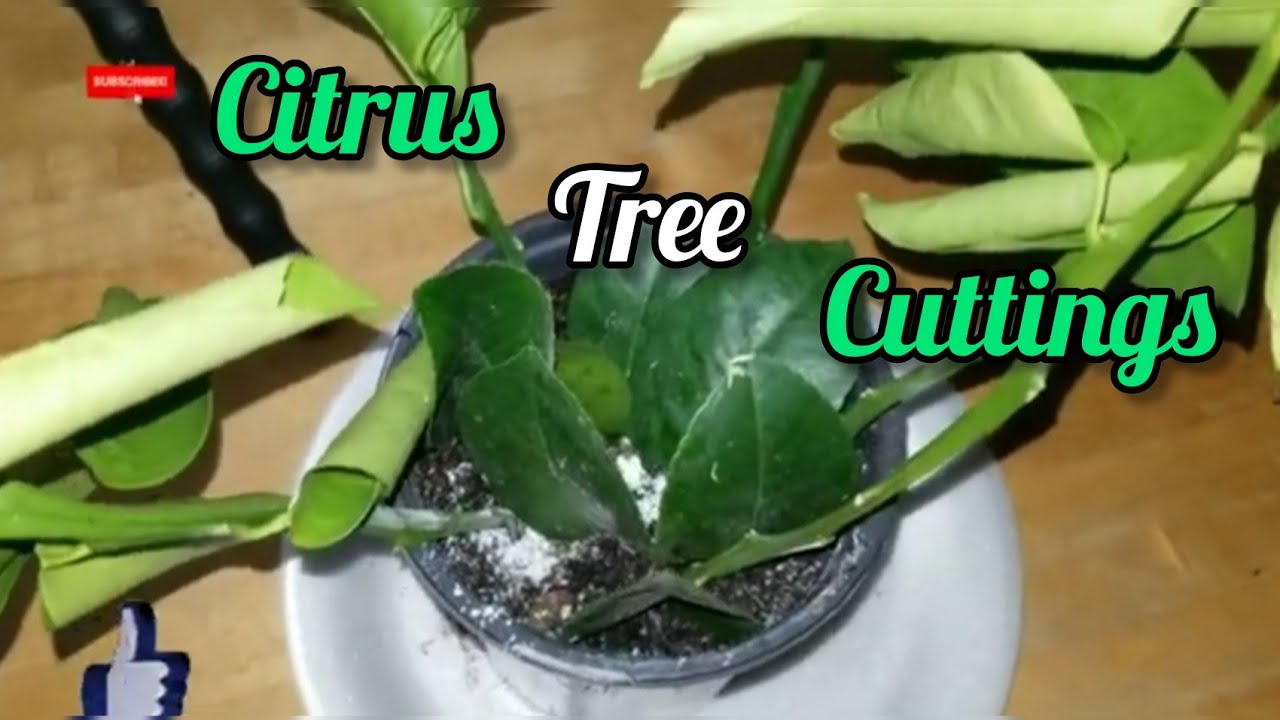 How to Root Citrus Tree Cuttings - YouTube