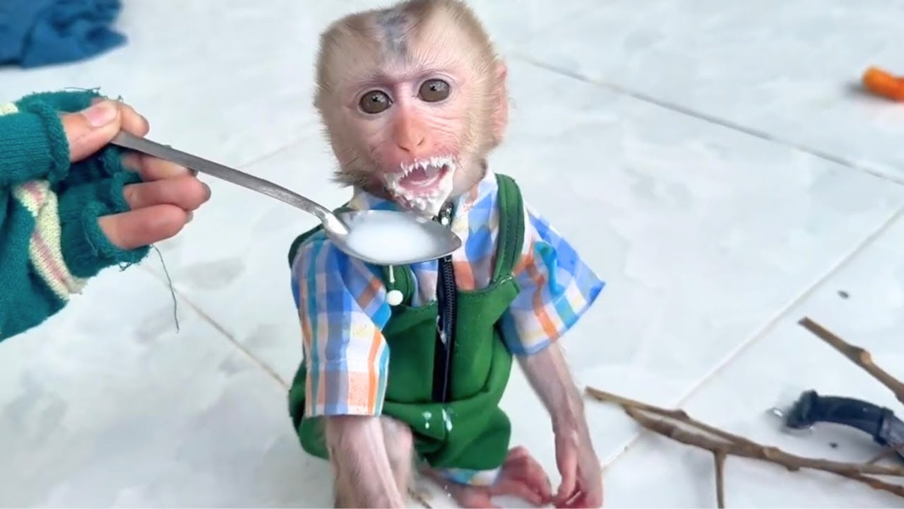 Daily life of baby monkey Ren and Tom - YouTube