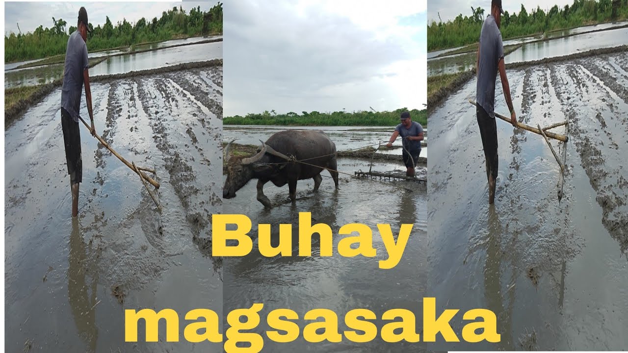paano gumawa Ng simple garden Ng palay. - YouTube
