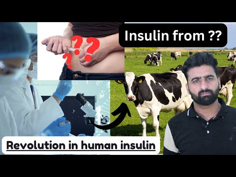 The Secret magic of Cow Insulin in humans😯😯 - YouTube