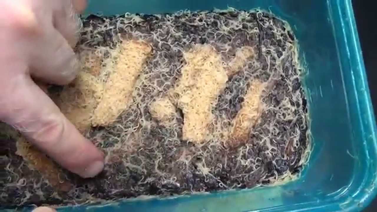 WhiteWorms Complete - Feed Collect Eat part 2 - YouTube