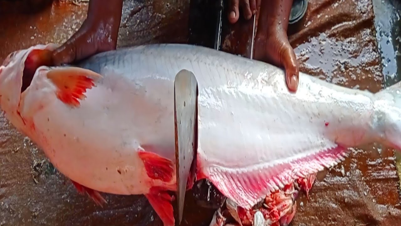 Wow😱Monster Big Pangas Fish Cutting Skills Video In Indian Fish Market ...
