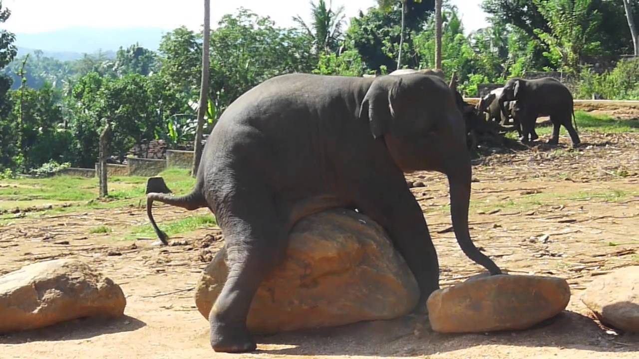 elephant humping rock - YouTube