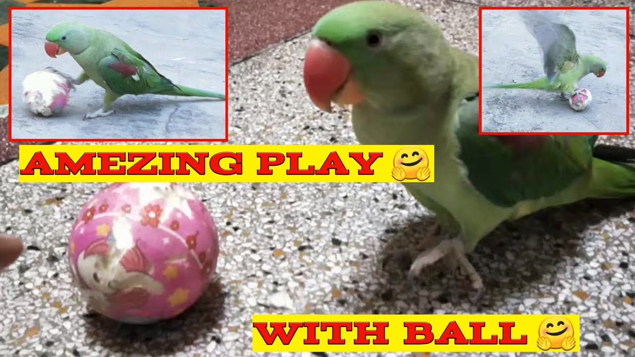 Alexandra Parrot | Playing Parrot | Ringneck Parrot | Roser Vlog ...