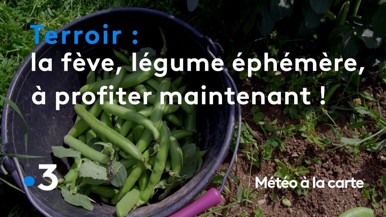 La fève, un légume éphémère dont il faut profiter maintenant ! - Météo ...