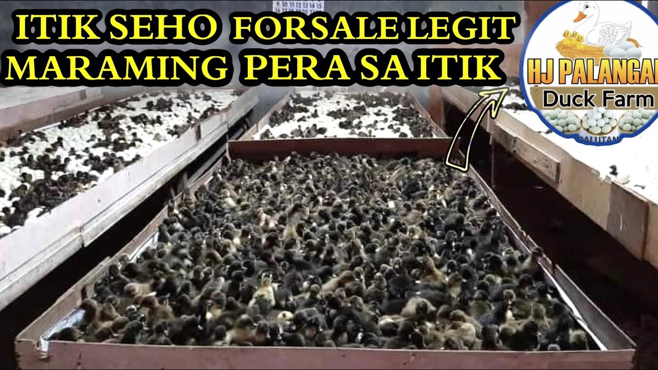 ITIK SEHO FOR SALE ( HJ PALANGAN DUCK FARM ) PARA SA MGA GUSTO MAG ...