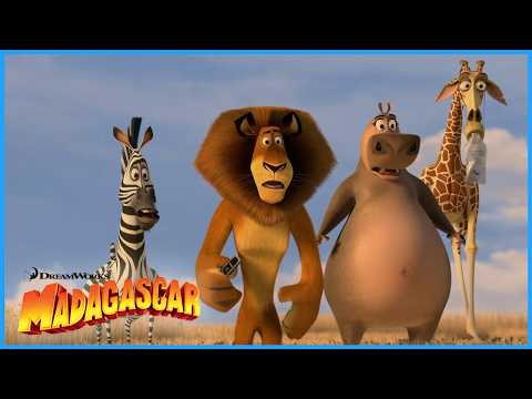 Alex Reunites with His Family! 🦁 | DreamWorks Madagascar
