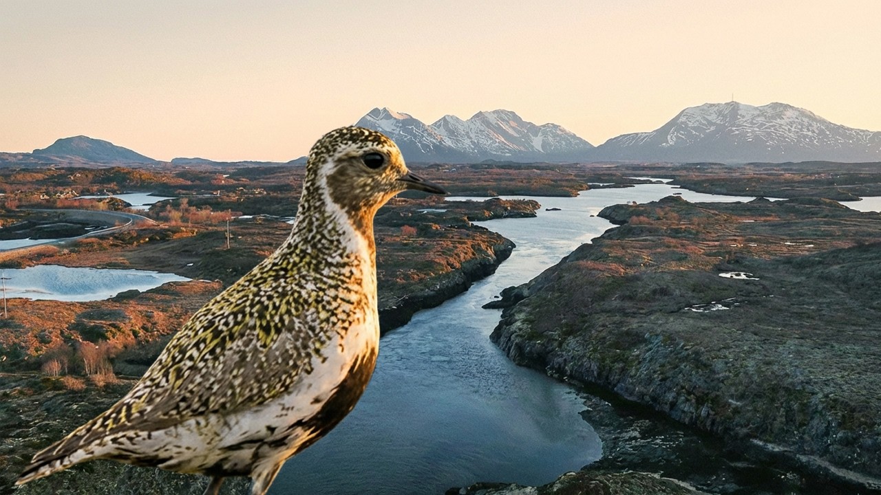 The Wild Bird Sanctuary of Northern Norway - YouTube