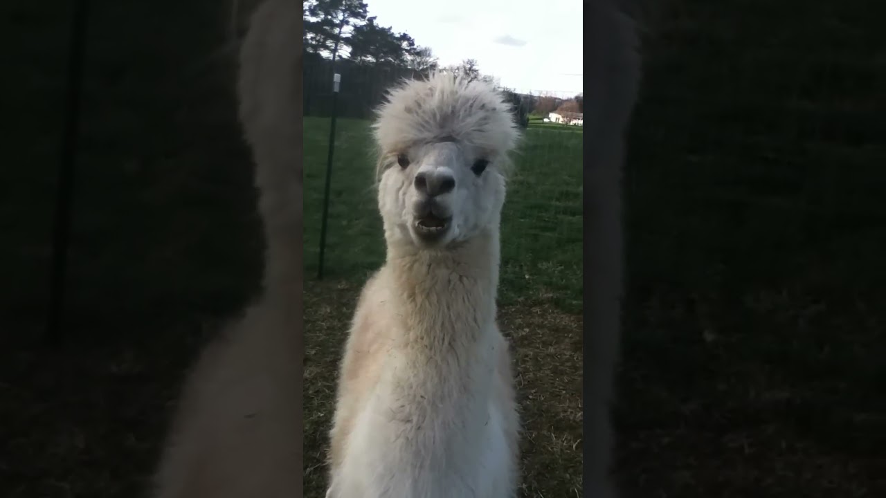 Angry Alpaca