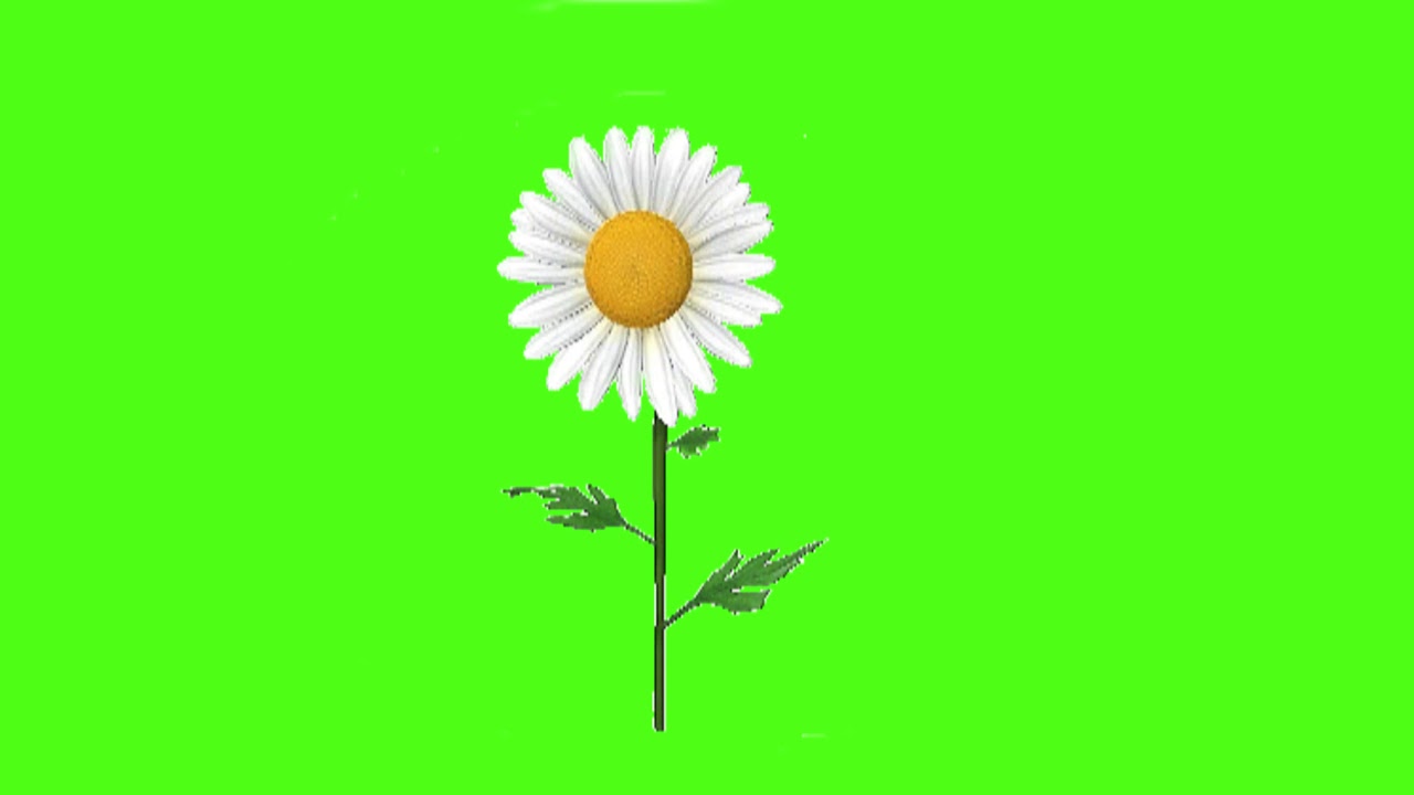 flower green screen - YouTube