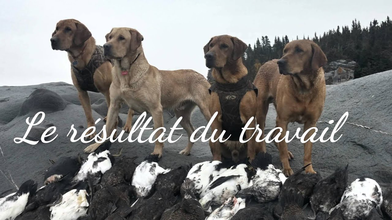 Chasse canard eider 2015 - YouTube