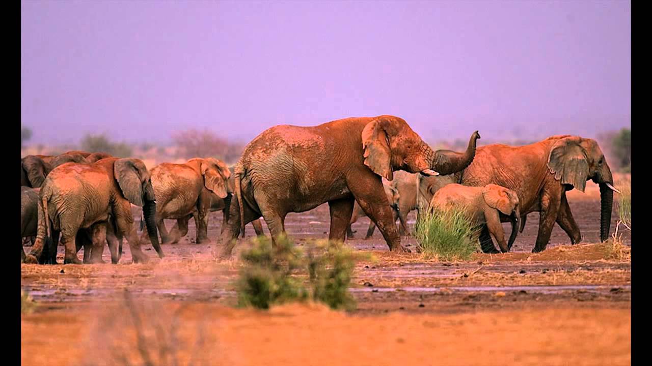 Mali Elephant Project - YouTube