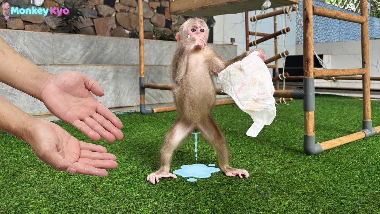 Baby Monkey Kyo: Dad, help! I peed my diaper! - YouTube