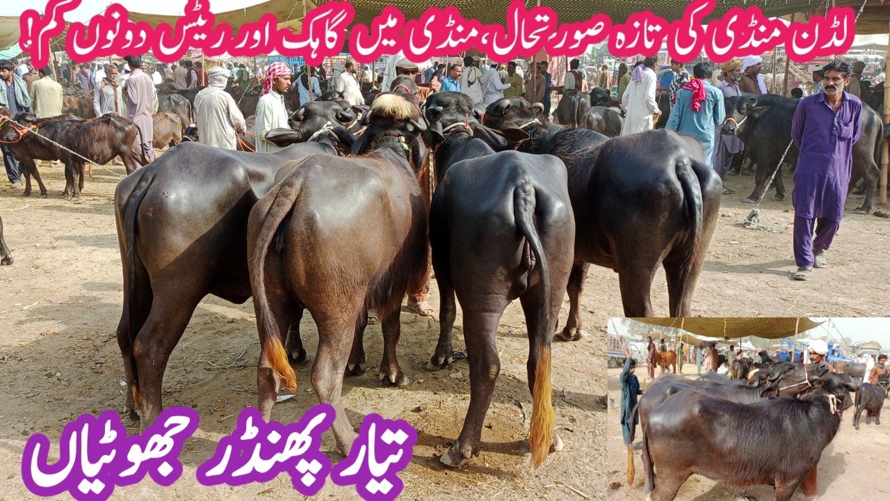 Ludan Mandi new Update|| Pure Neli Ravi Ki jotian - Phandar Jotiyon Ka ...