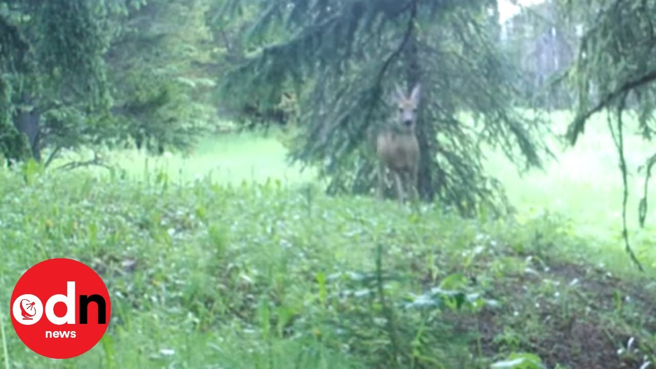Deer with Crazy Dance Moves Baffles Wildlife Experts - YouTube