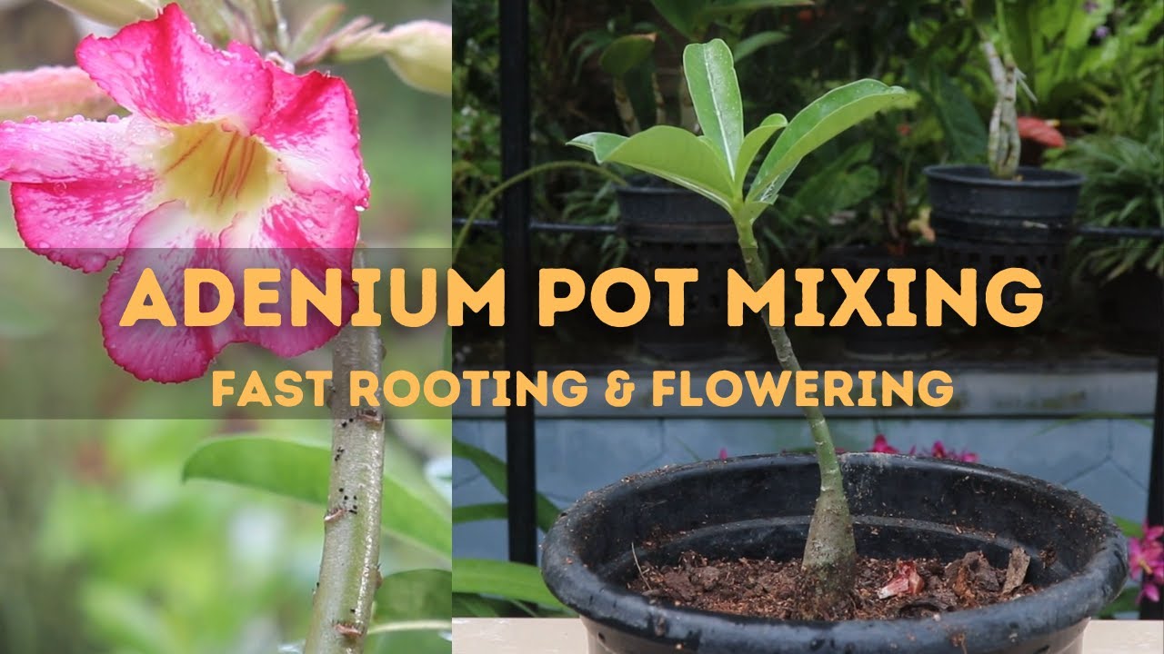 Adenium Pot Mix | Desert Rose Fast Rooting And Flowering Mix | Lushy ...
