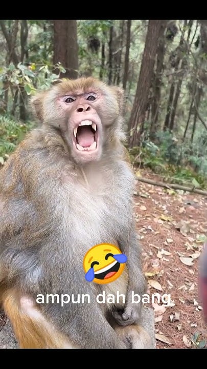 Ampun dah bang😂😂😂 - YouTube