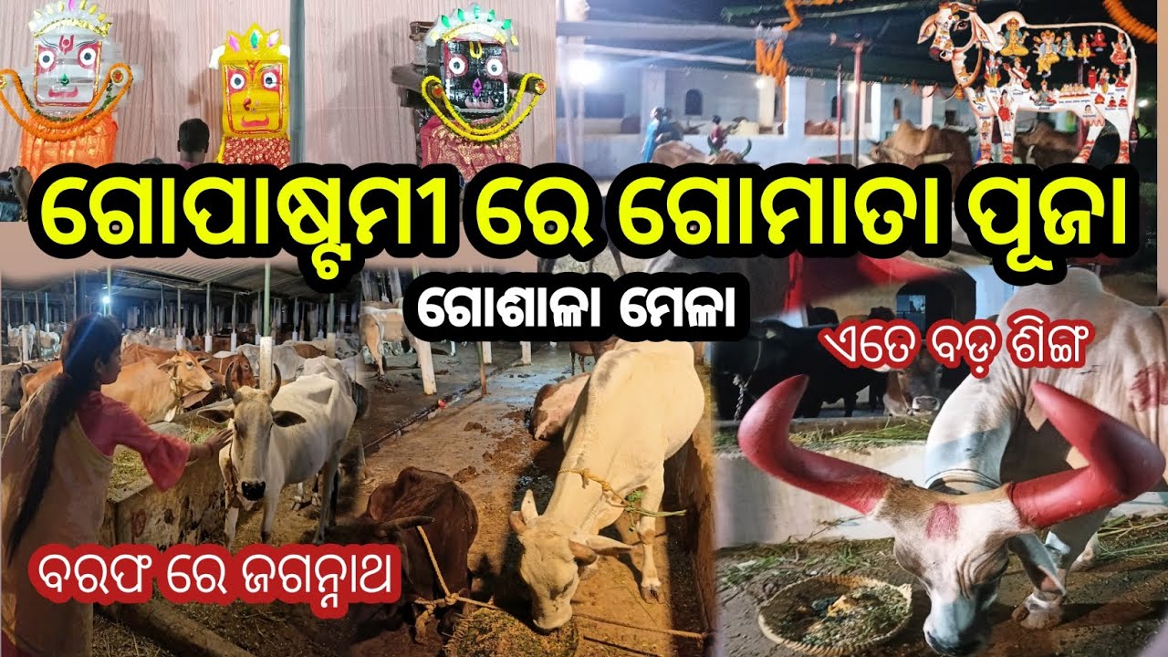 ଗୋପାଷ୍ଟମୀ ରେ ଗୋଶାଳା ମେଳା ଆଉ ଗୋମାତା ପୂଜା ।Gosala Fair Tour: Embracing ...