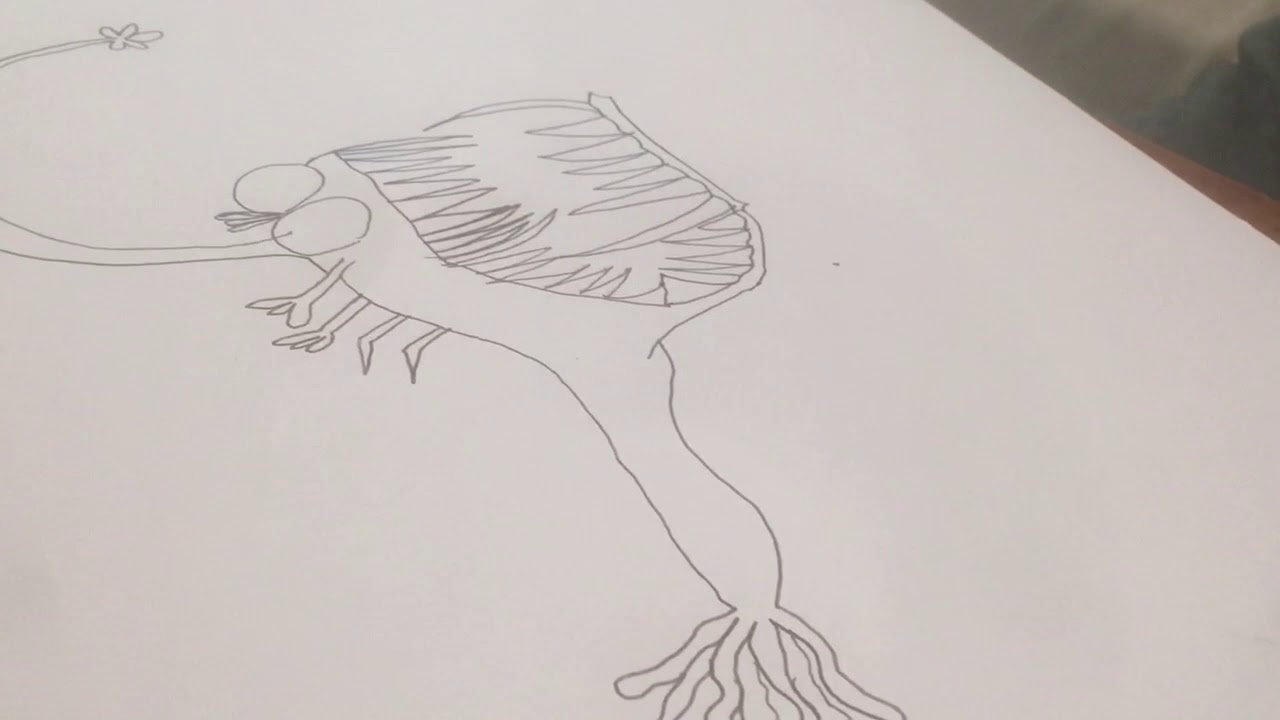 How to draw an Angler Fish - YouTube