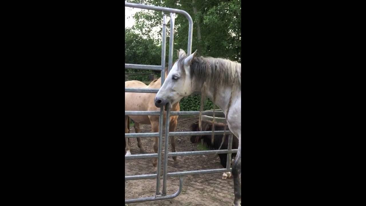 Two geldings that were stallion for some years - YouTube