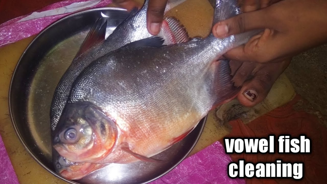 How to clean eri vowal fish | Eri vowal meenai sutham seivathu eppadi ...