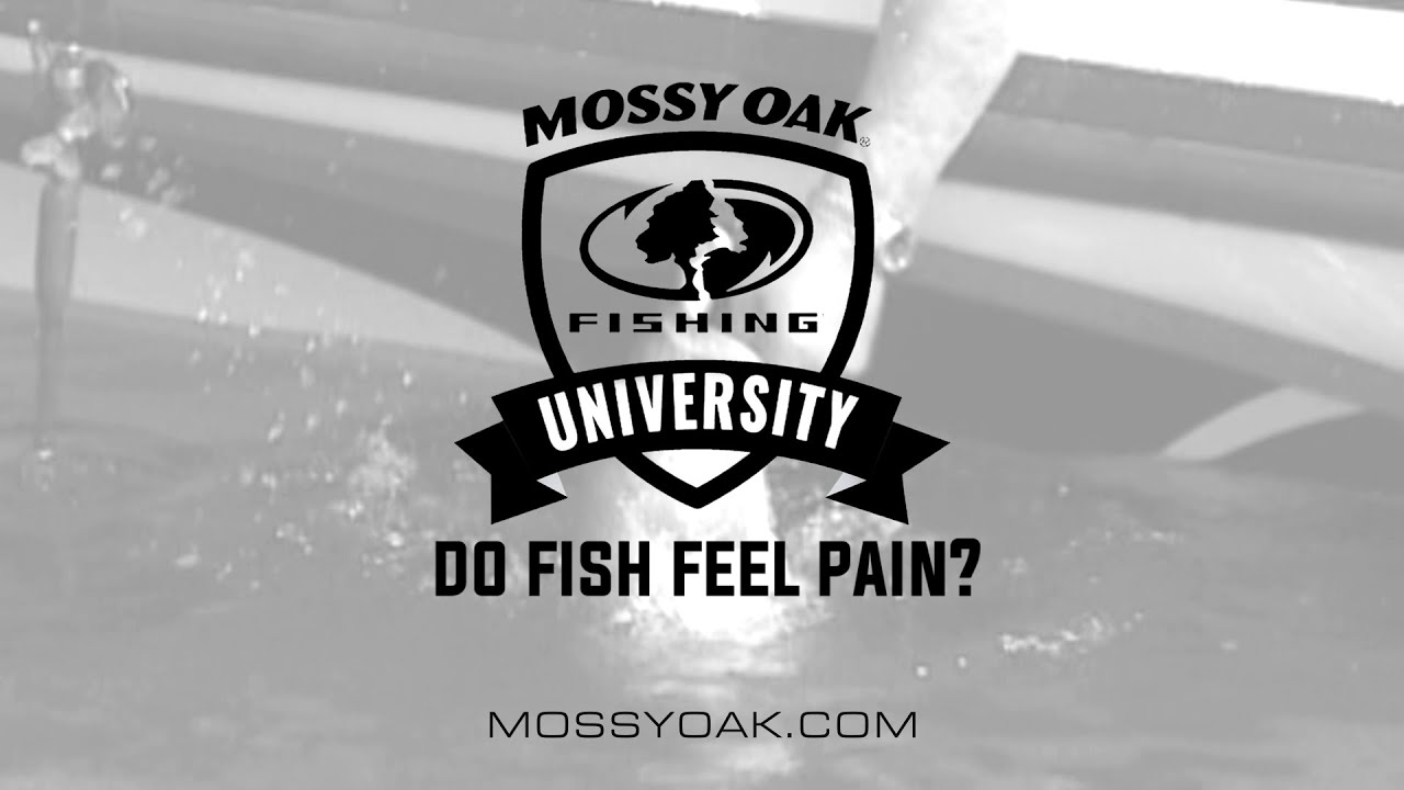 Do Fish Feel Pain | Fishing Tips with Bill Dance - YouTube
