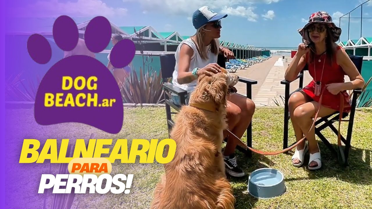 BALNEARIO CANINO ! "Dog Beach" en Mar del Plata - YouTube