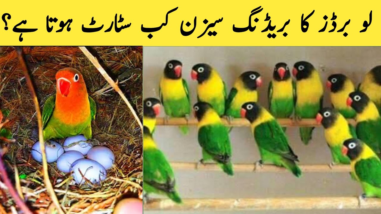 Love birds ka breeding season kab shuru hota| Budgies parrots ...