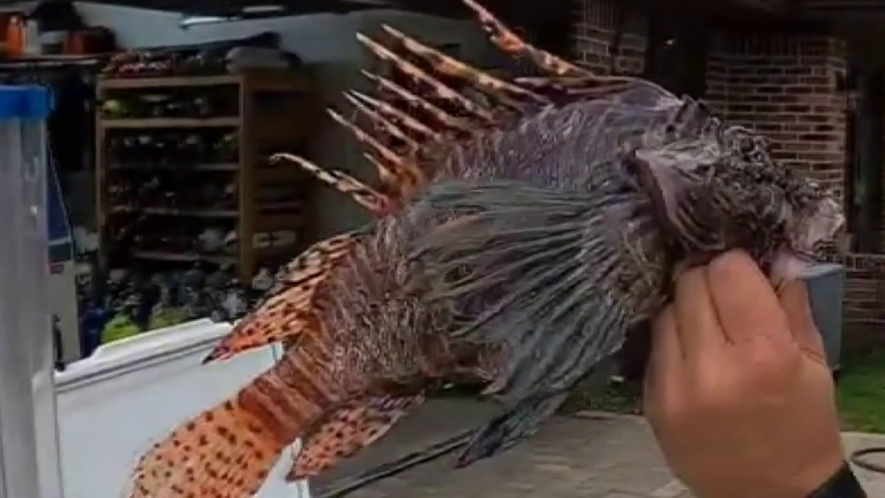 Lionfish ‘destroying’ fish population off Northeast Florida coast - YouTube