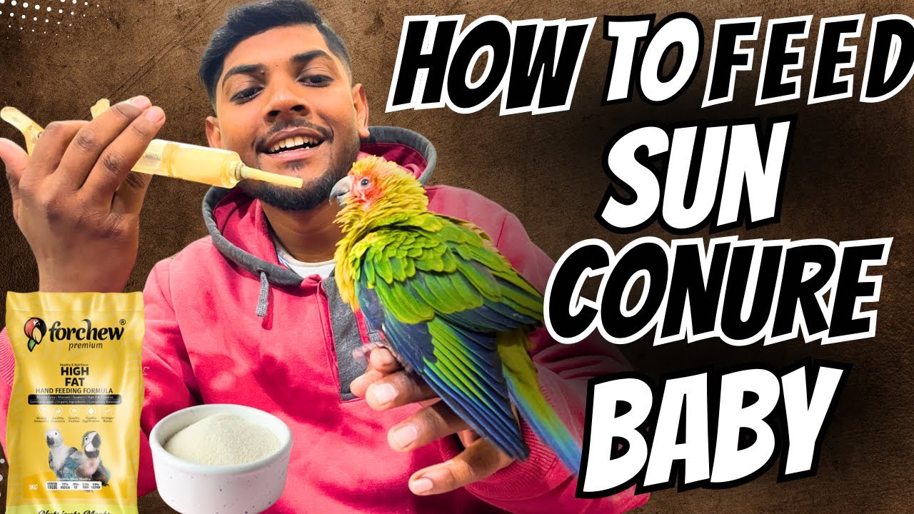 HOW TO FEED SUN CONURE BABY | SUN CONURE K BABY KO HAND FEEDING KAISE KRWAIN - YouTube
